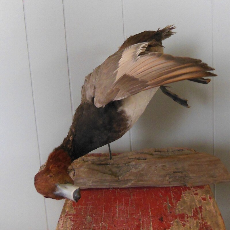 Waterfowl Decor - Etsy