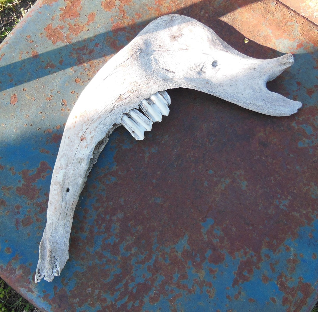 Texas Cow Jaw Bone Animal Specimen Bovine Sun Bleached Bone Skeleton ...