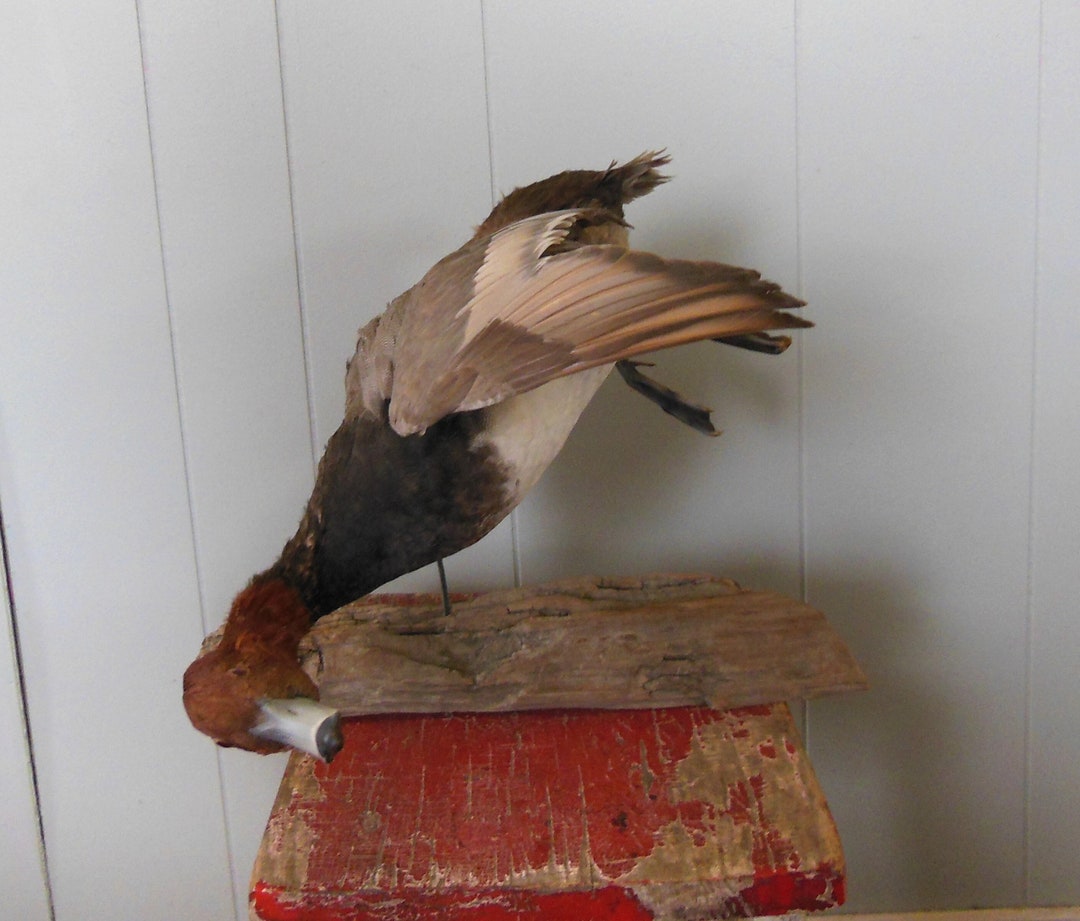 Vintage Canvasback Duck Taxidermy Flying Duck Man Cave Hunting Lodge ...