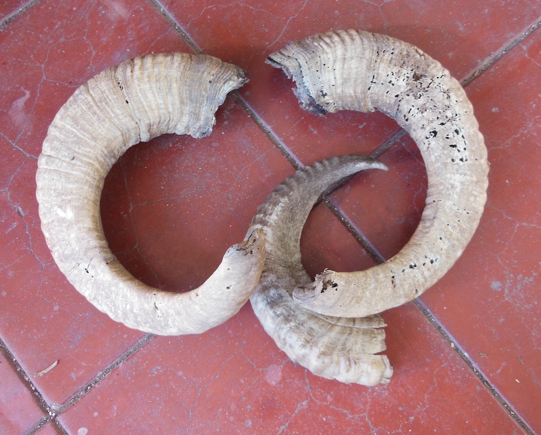 Lot of 3 Animal Horns Rams Sheep Horns Crafting Supply Goat Taxidermy ...