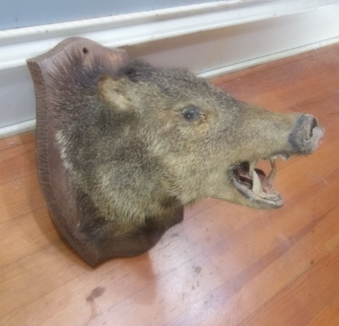 Vintage Feral Pig Hog Razorback Boars Head Taxidermy Wild Pig Preserved ...