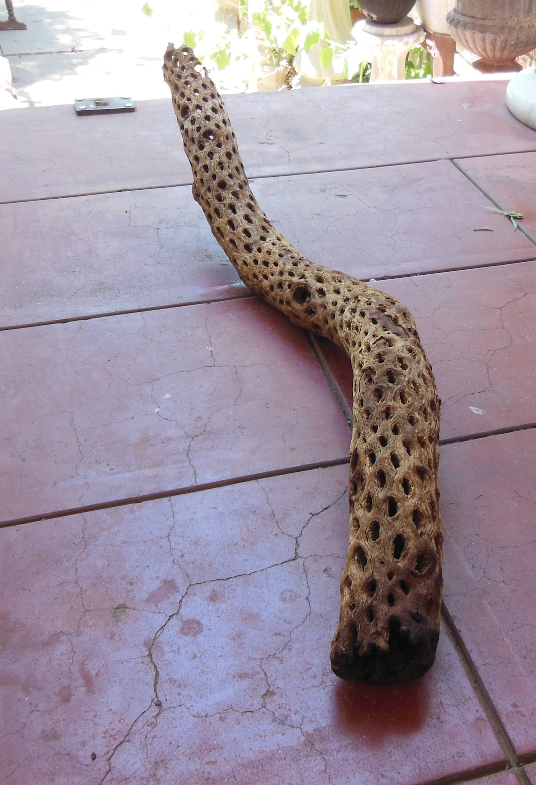 Vintage Dried 35 in Cholla Cactus Branch Wood Natural Nature Plant Art ...