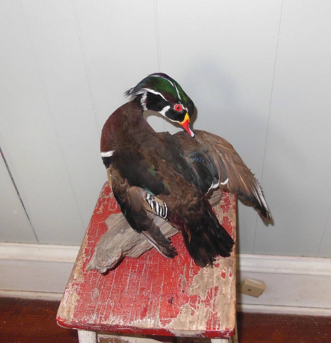 Vintage Wood Duck Taxidermy Man Cave Hunting Lodge Cabin Decor Nature ...