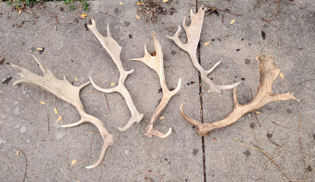 Authentic Fallow Deer Antler Sheds Lodge Cabin Man Cave Decor Craft ...