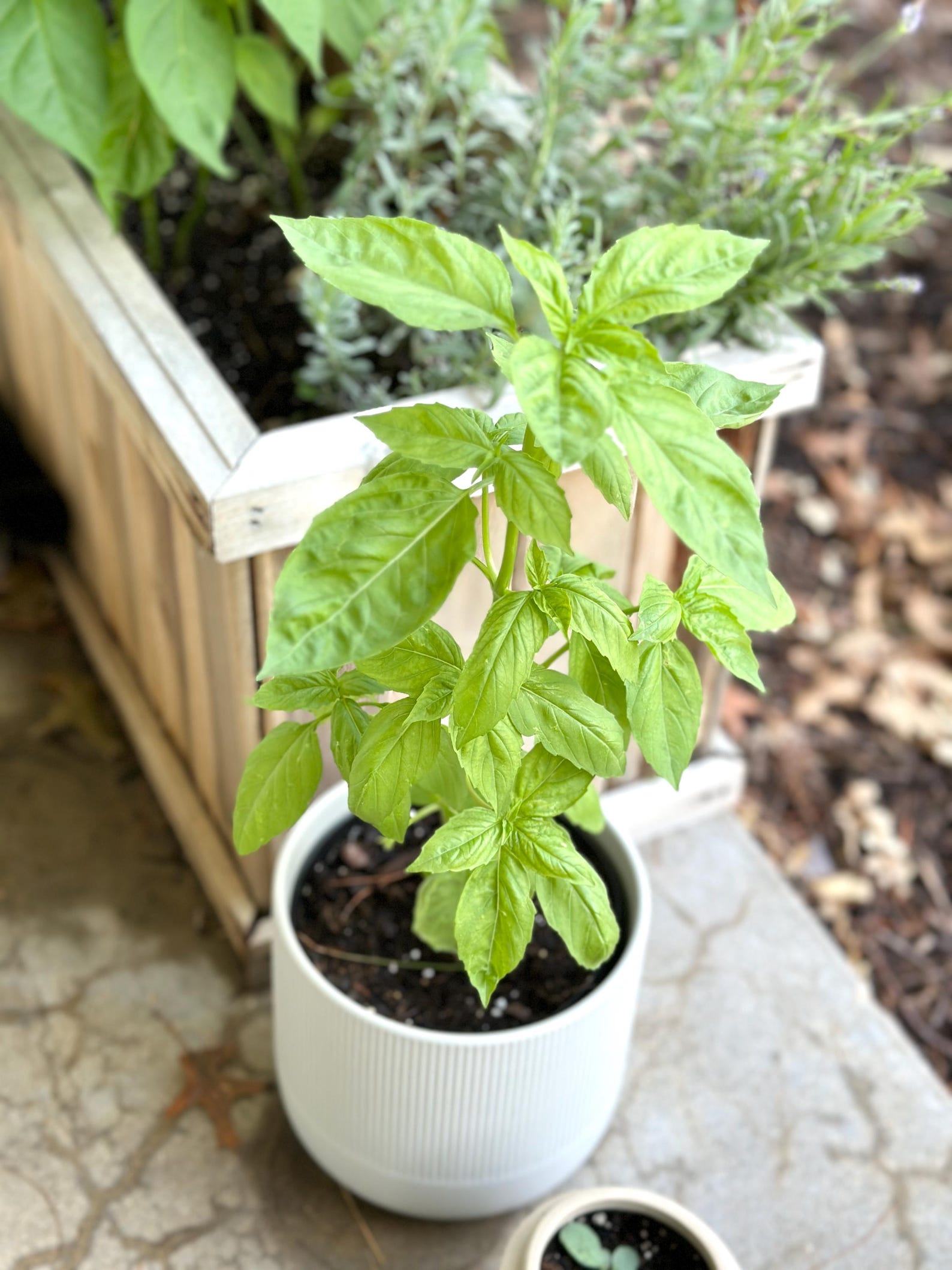 Grownotes™ Grow-a-garden Teeny Tiny Tri-herb Garden, Basil, Chives ...