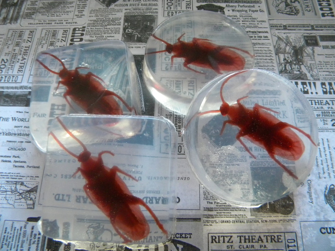 Cockroach Soap Favors / Bug Party Favors / Insect Soap - Etsy