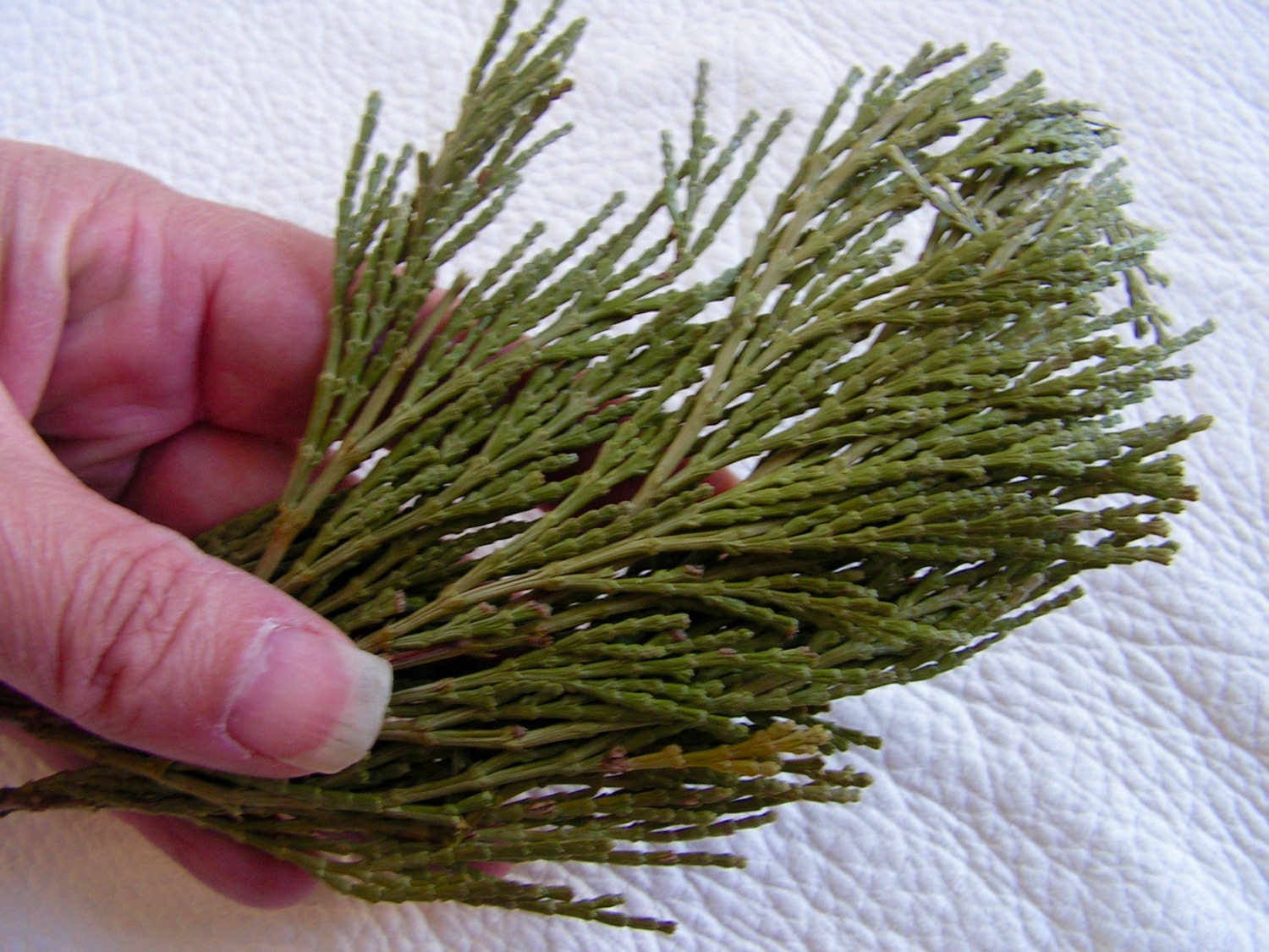 Cedar Leaves Cedar Flat Cedar Prayer Cedar Smudging Herb - Etsy