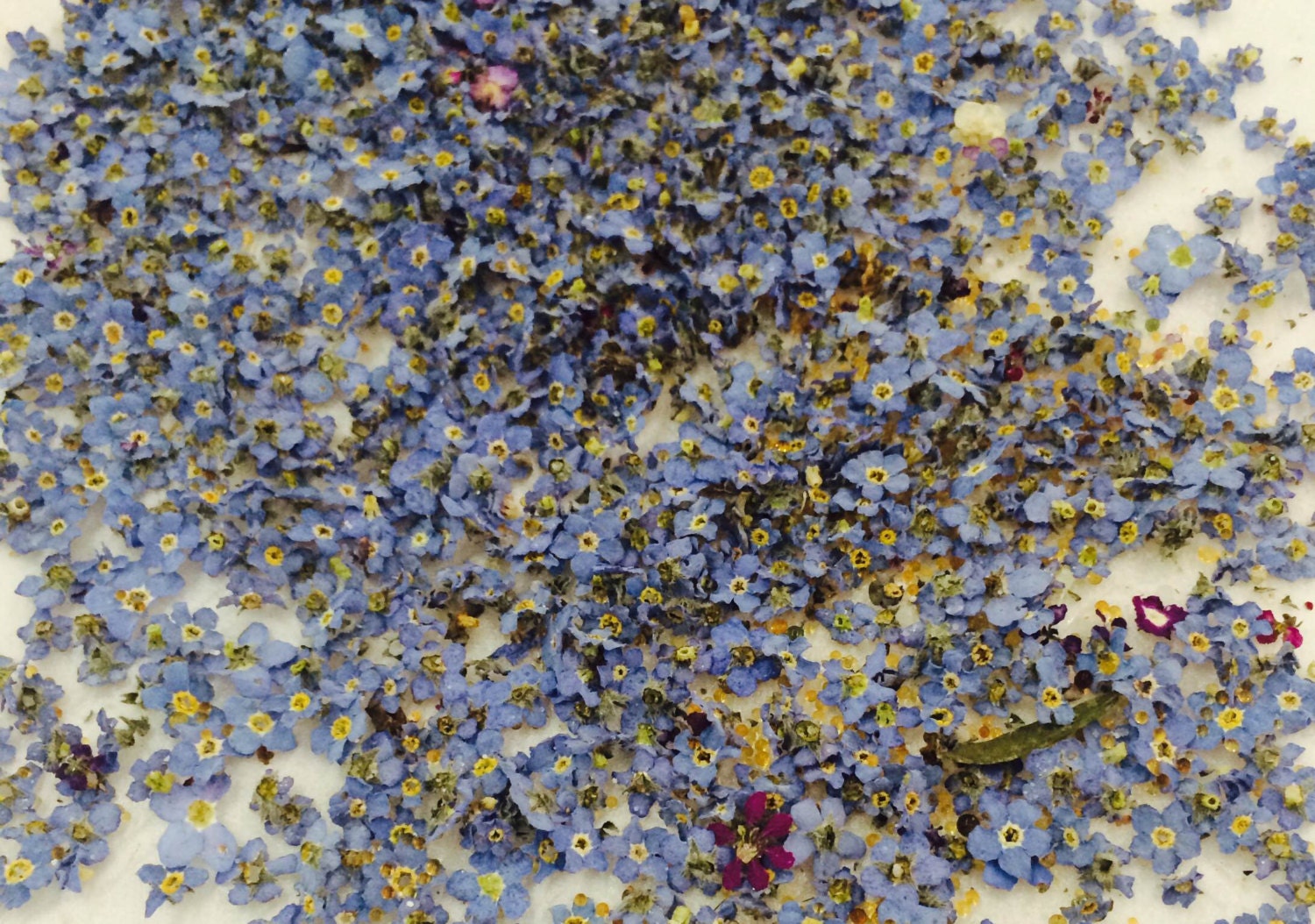 Heart Shaped - Real Forget Me Nots Set in Resin - Pendant and Silver ...