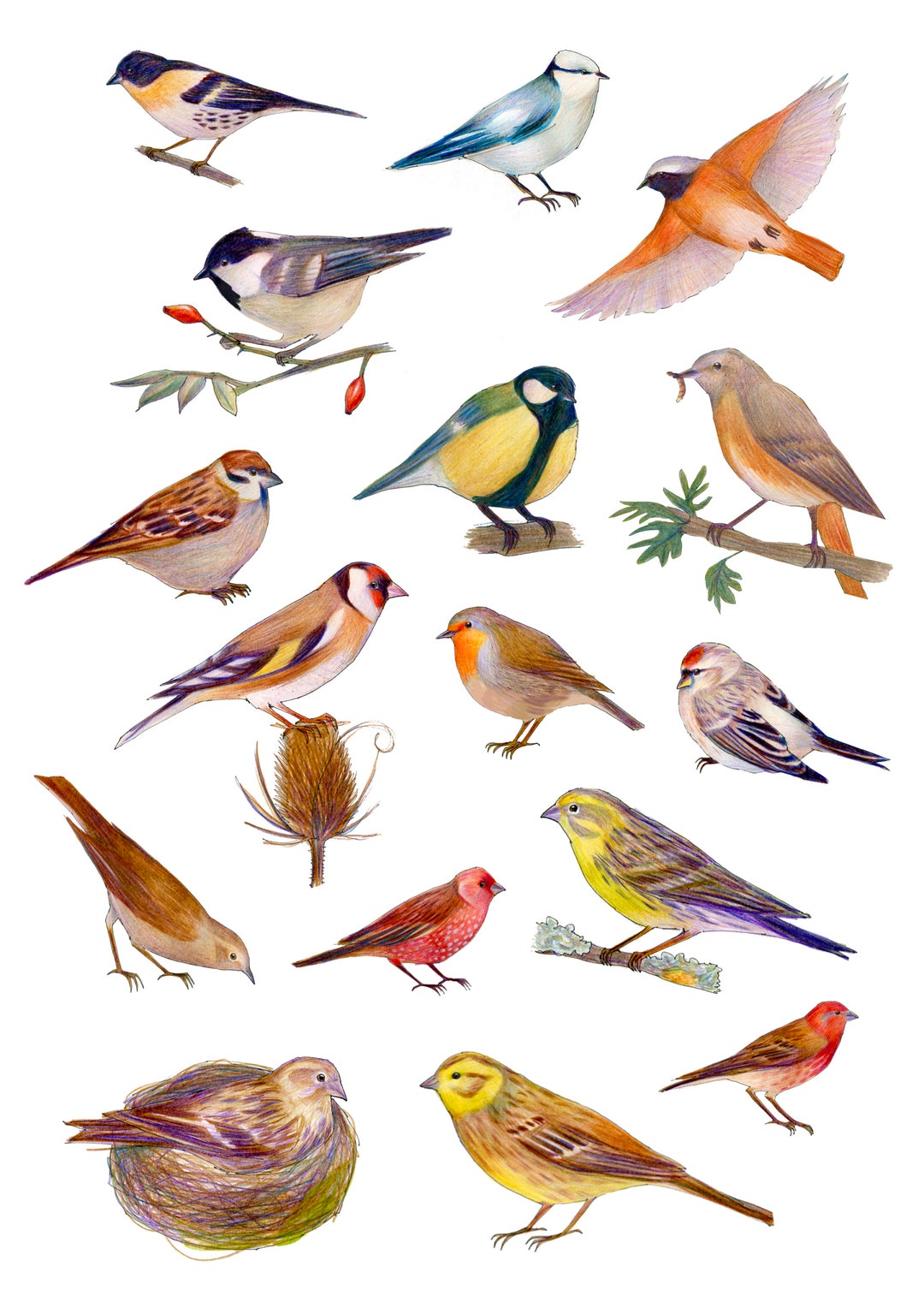 Printable Fussy Cut Birds Set 1 - Art Illustrated Birds Set for ...