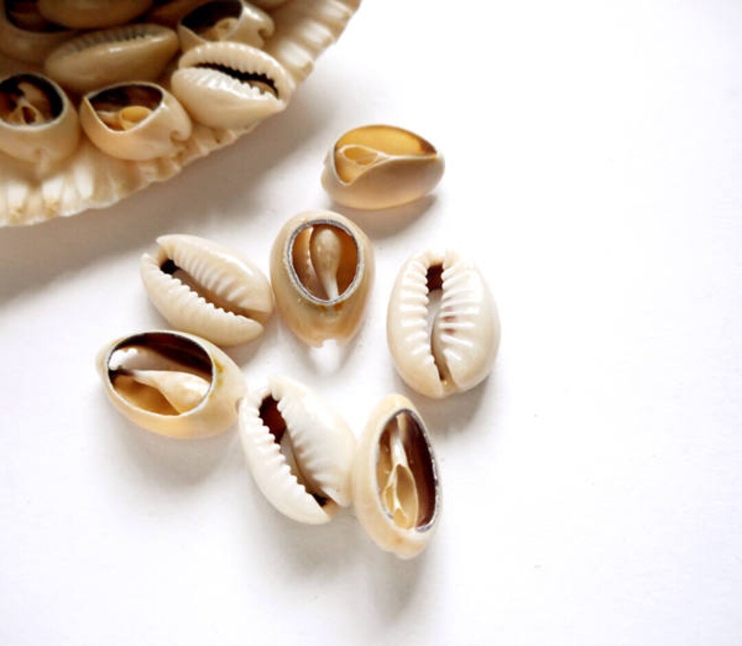 30 Cowrie Shells, Jewelry Making 30-TOP - Etsy
