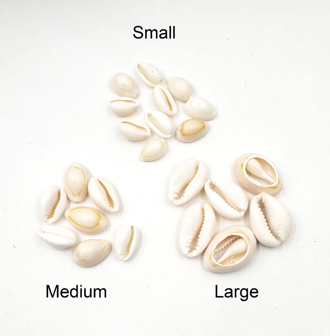 30 Creamy White Cowrie Shells in 3 Sizes- 40-8 - Etsy