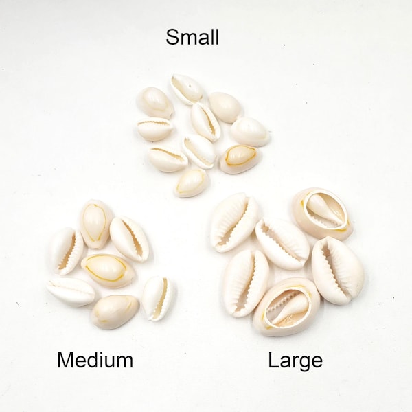 Cowrie - Etsy