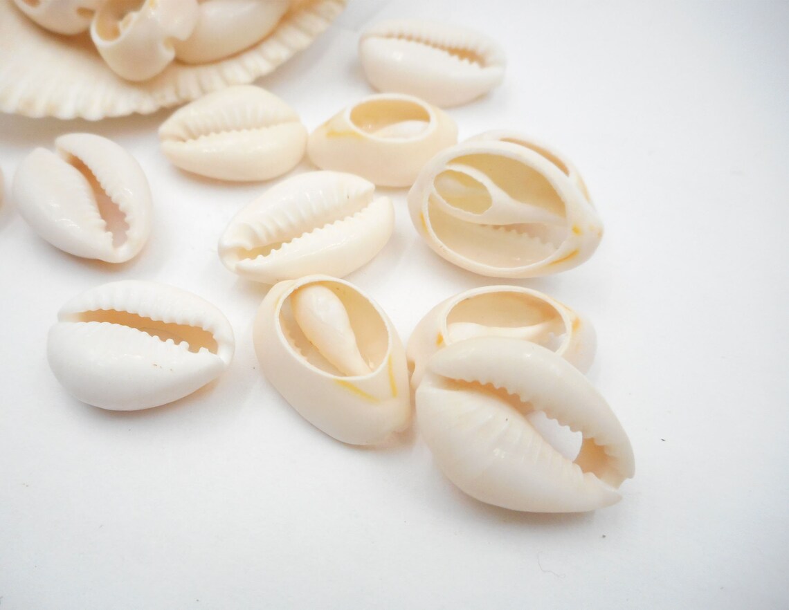 30 Creamy White Cowrie Shells in 2 Sizes 40-8 - Etsy