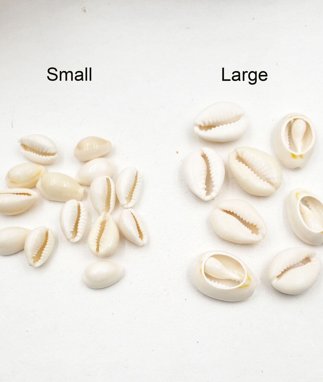 30 Creamy White Cowrie Shells in 2 Sizes- 40-8 - Etsy