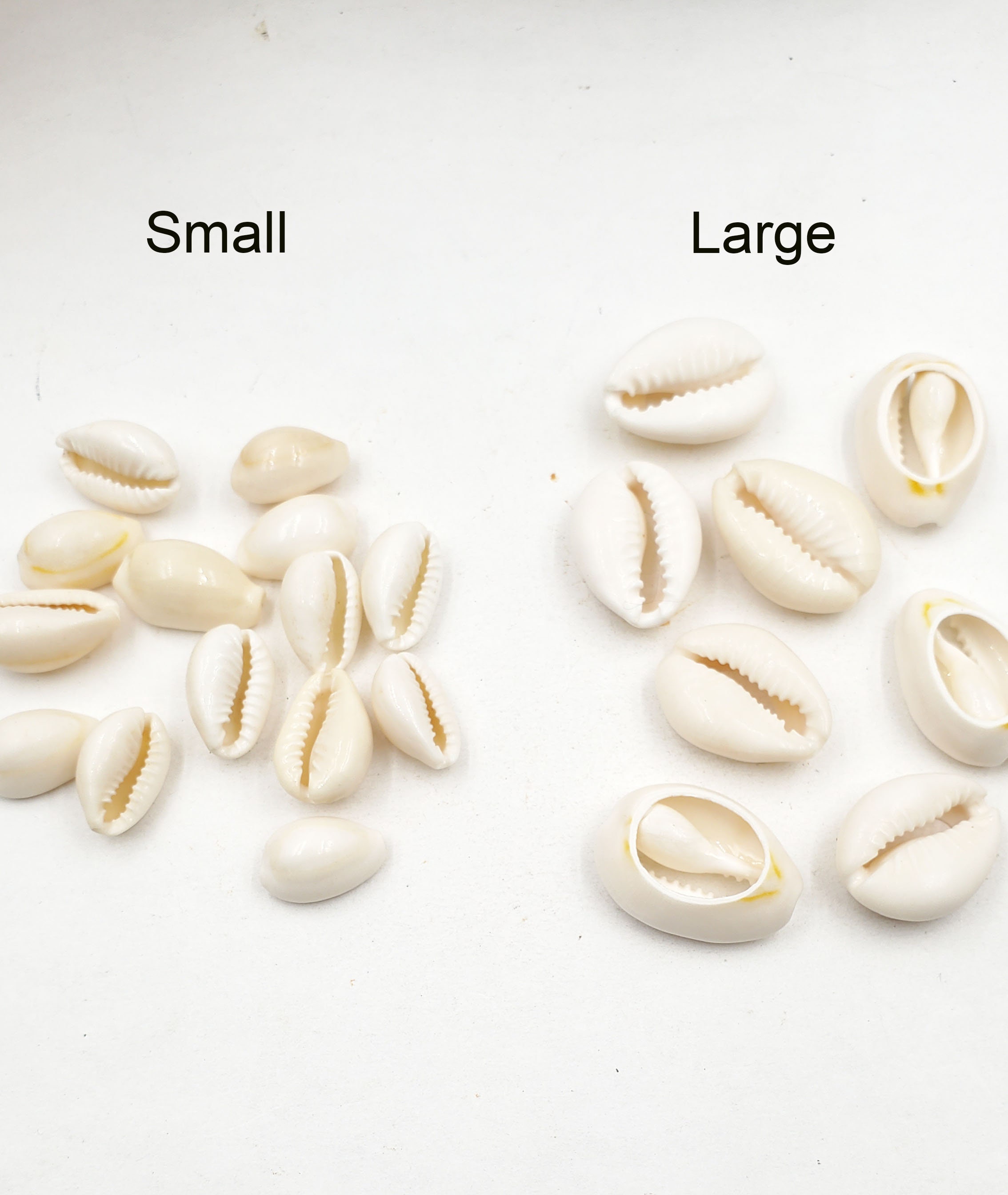 30 Creamy White Cowrie Shells in 2 Sizes 40-8 - Etsy