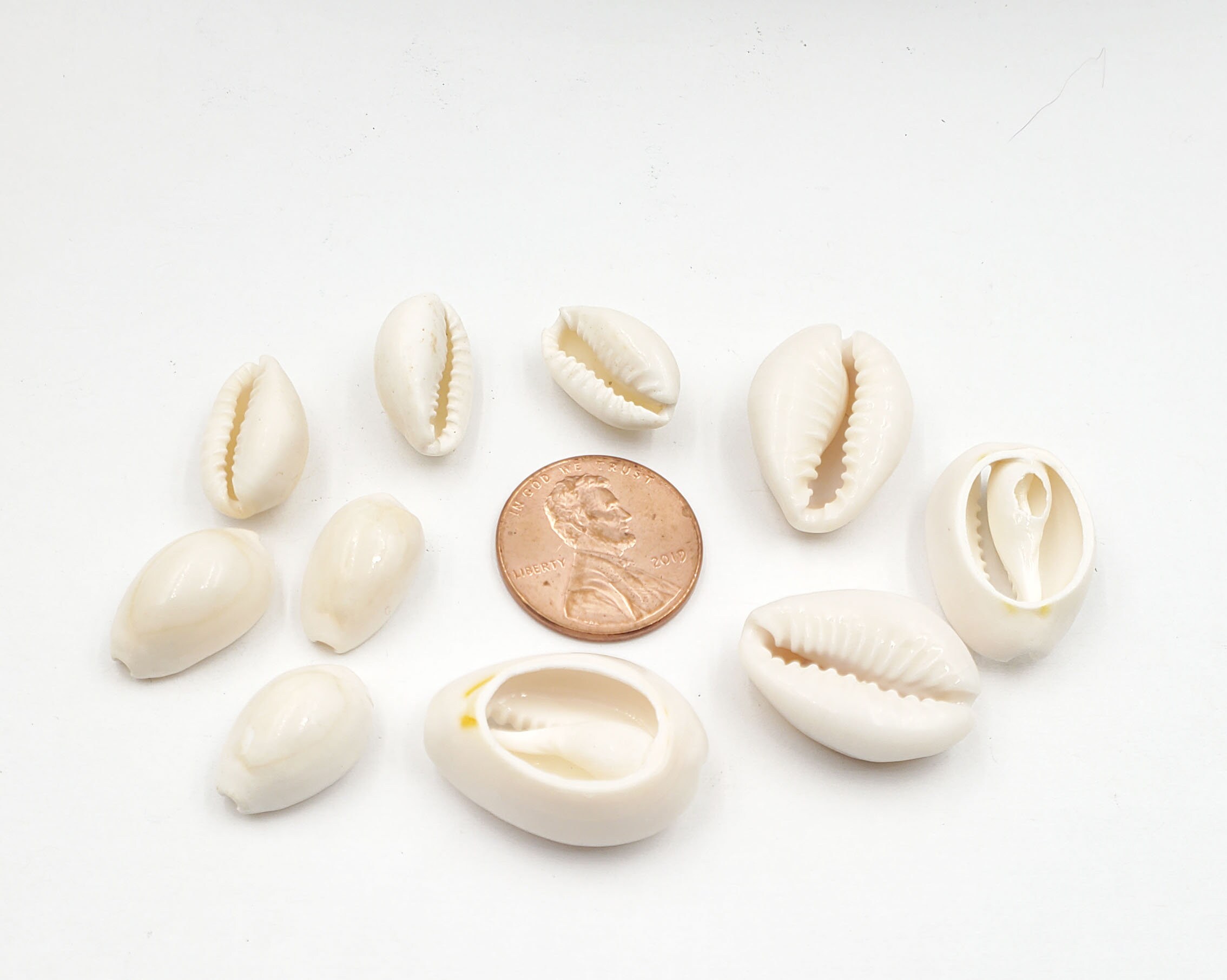 30 Creamy White Cowrie Shells in 2 Sizes 40-8 - Etsy