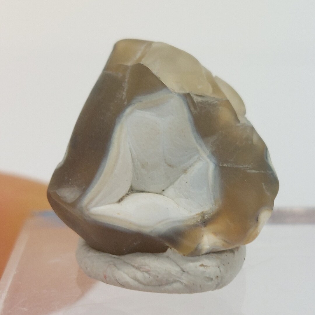 Florida Agate Agatized Coral Florida Coral Agate Florida - Etsy