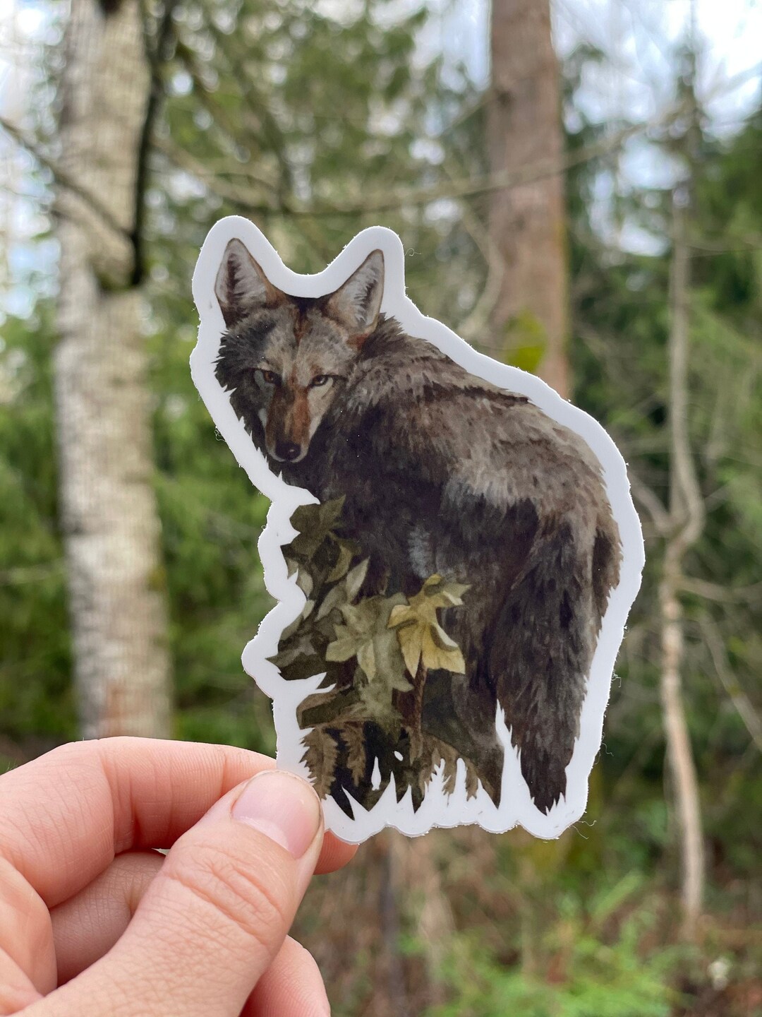 Ash the Coyote - Vinyl Sticker - Etsy