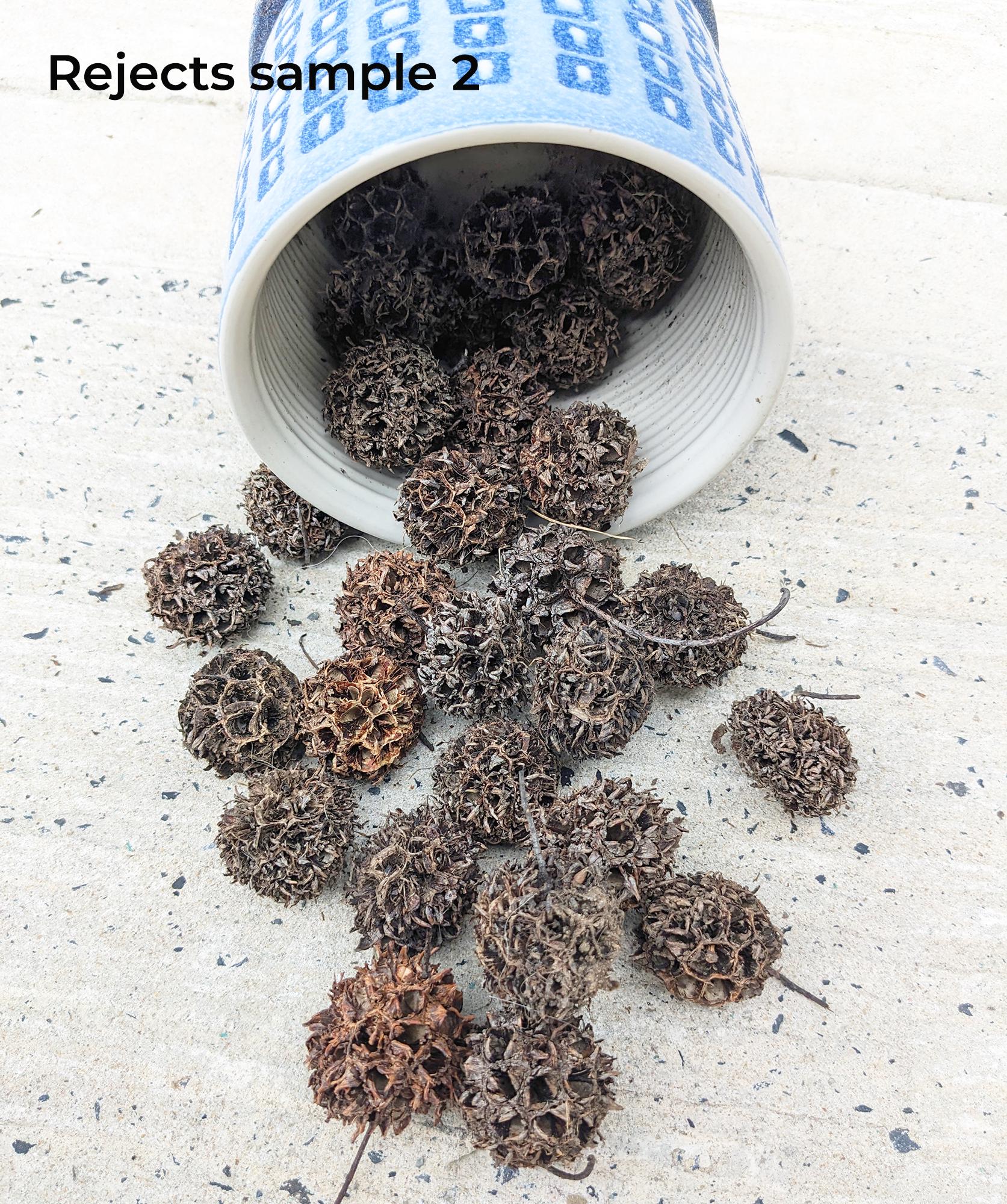 Sweetgum Balls 100pack DIY Christmas Decor | Spiky Balls | Gumball Pods ...