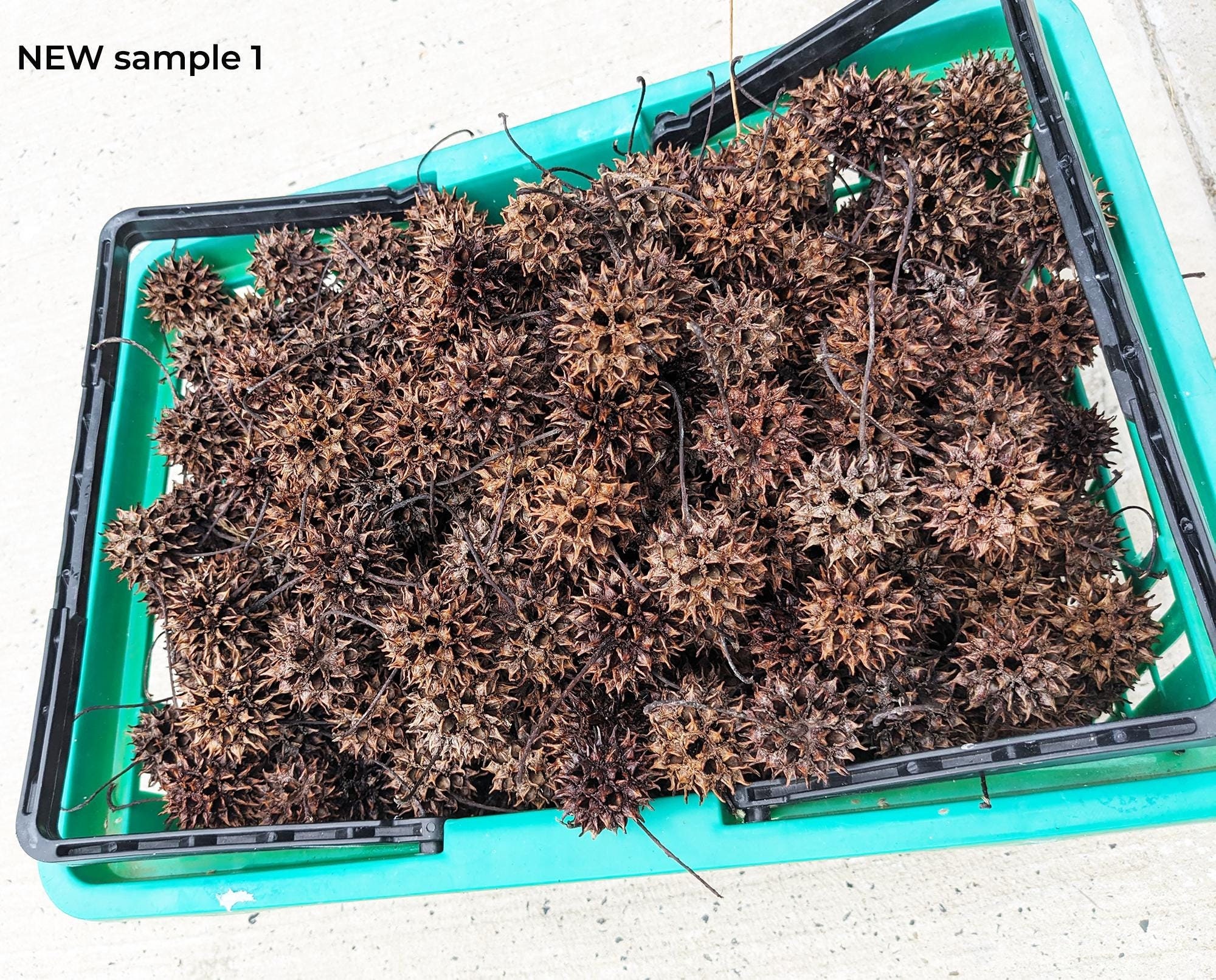 Sweetgum Balls 100pack DIY Christmas Decor | Spiky Balls | Gumball Pods ...
