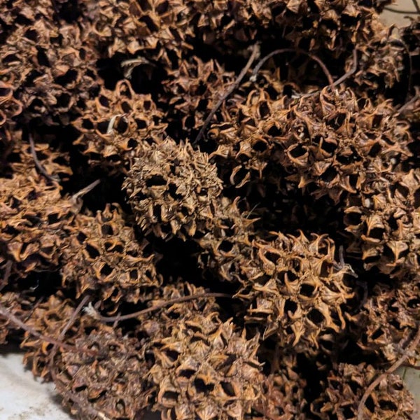 Sweetgum Balls - Etsy