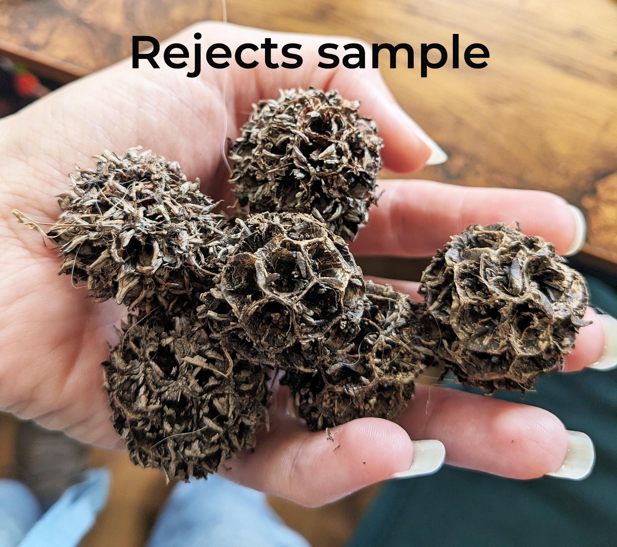 Sweetgum Balls 100pack DIY Christmas Decor | Spiky Balls | Gumball Pods ...