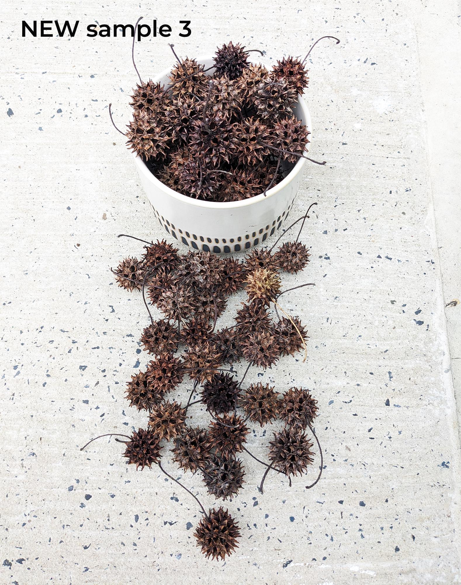 Sweetgum Balls 100pack DIY Christmas Decor | Spiky Balls | Gumball Pods ...