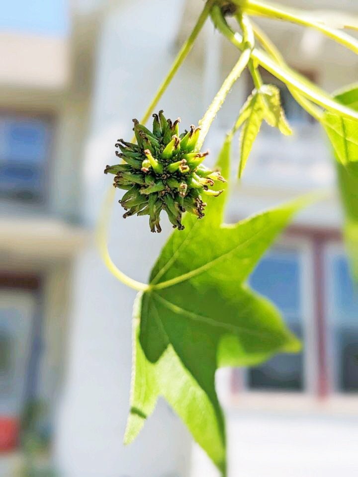 Sweetgum Balls 100pack DIY Christmas Decor | Spiky Balls | Gumball Pods ...