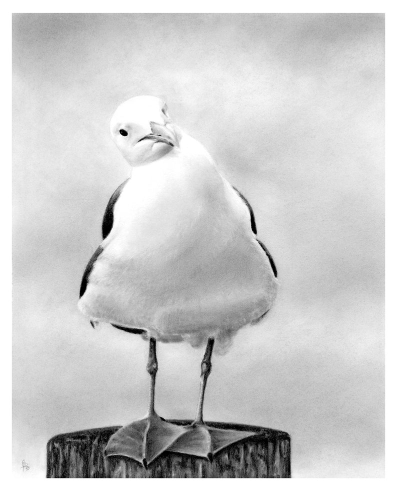 Seagull Pencil Drawing Print - Etsy