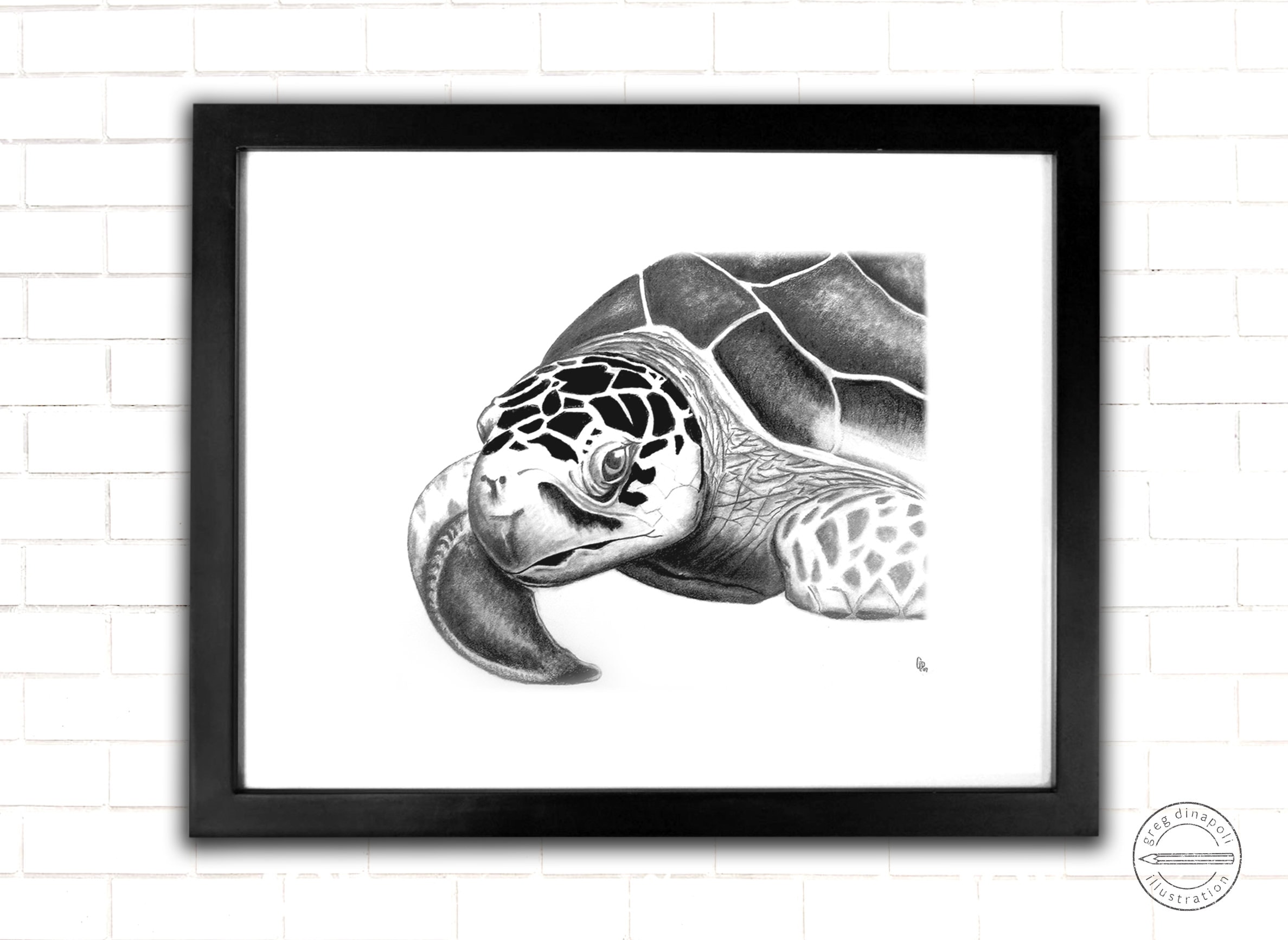 Turtle Pencil Drawing