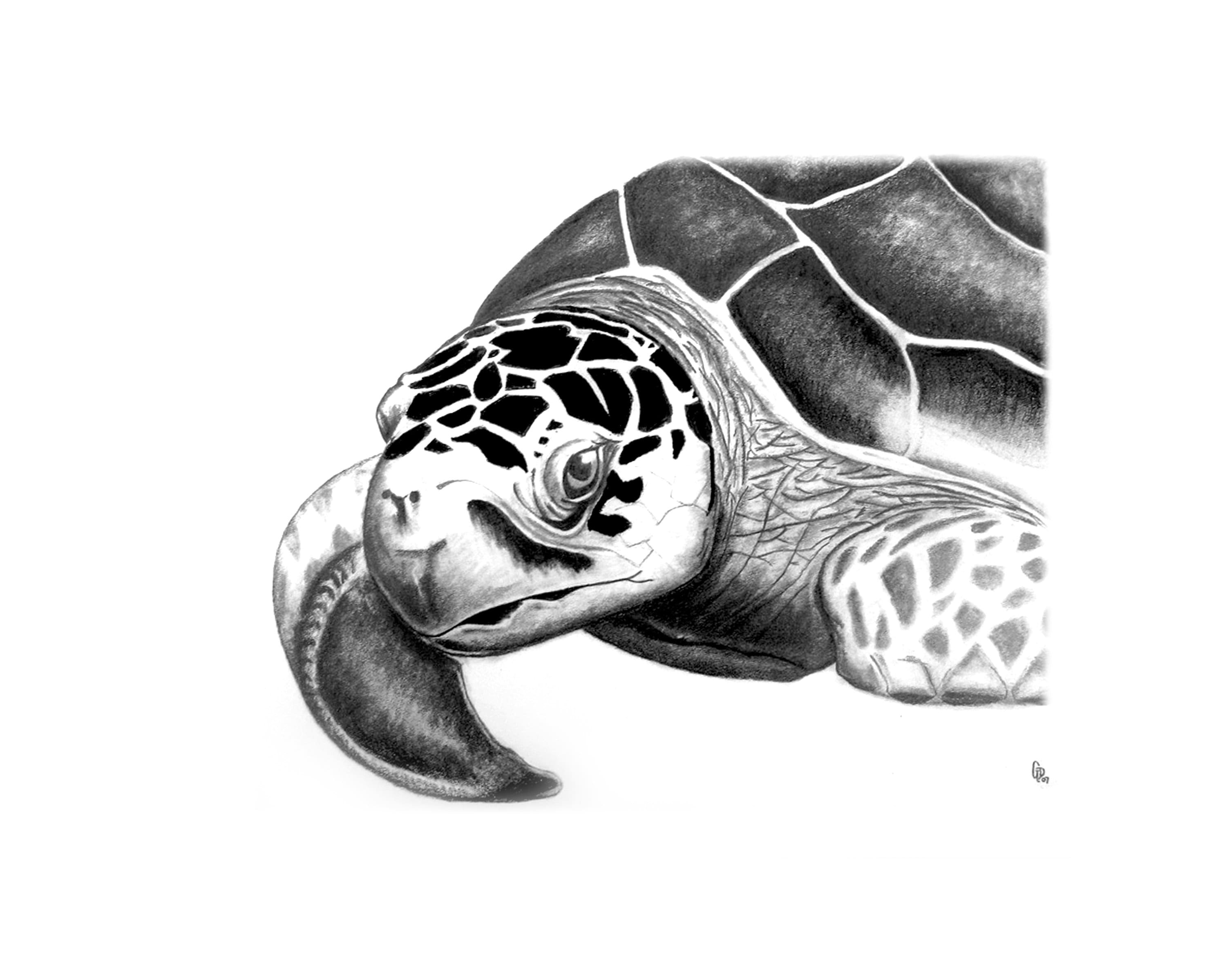 Sea Turtle Pencil Drawing Print - Etsy
