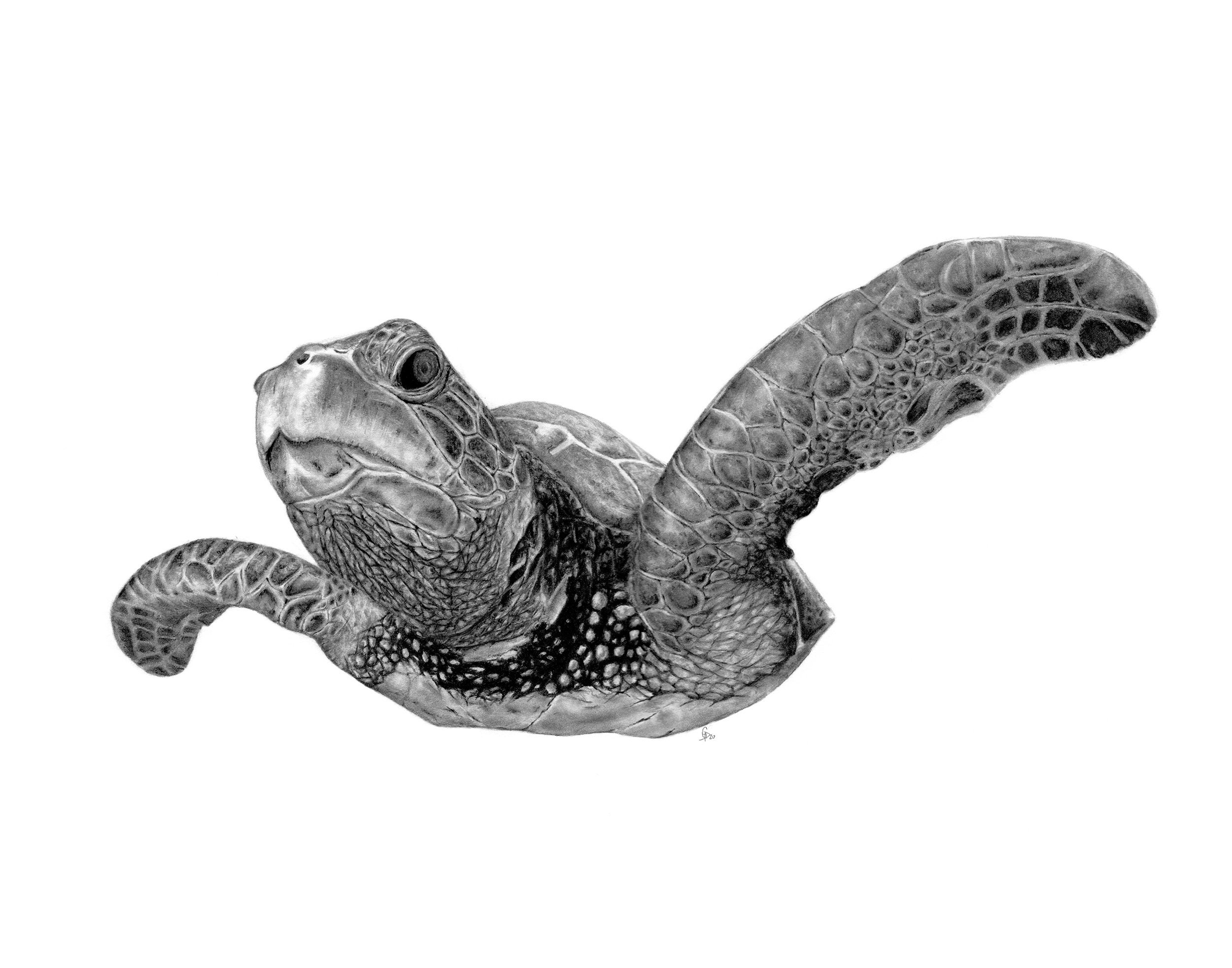 Hawksbill Sea Turtle Pencil Drawing Print - Etsy