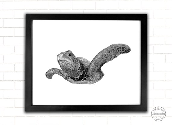 Hawksbill Sea Turtle Pencil Drawing Print | Etsy