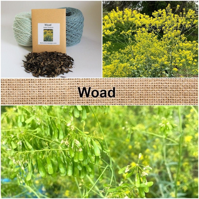 Woad - Etsy