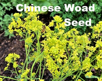 woad seeds