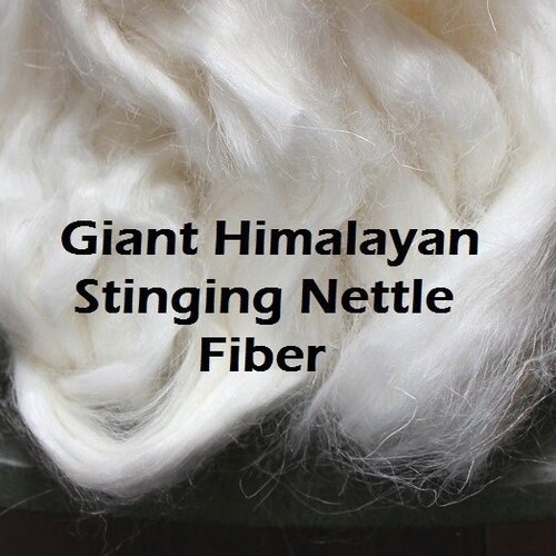 Giant Himalayan Stinging Nettle Top for Spinning Felting or | Etsy
