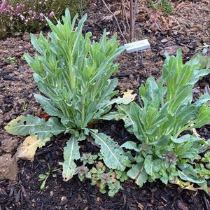 100 Chinese Woad Isatis Indigotica Seed Dyers Woad Glastum Seeds ...