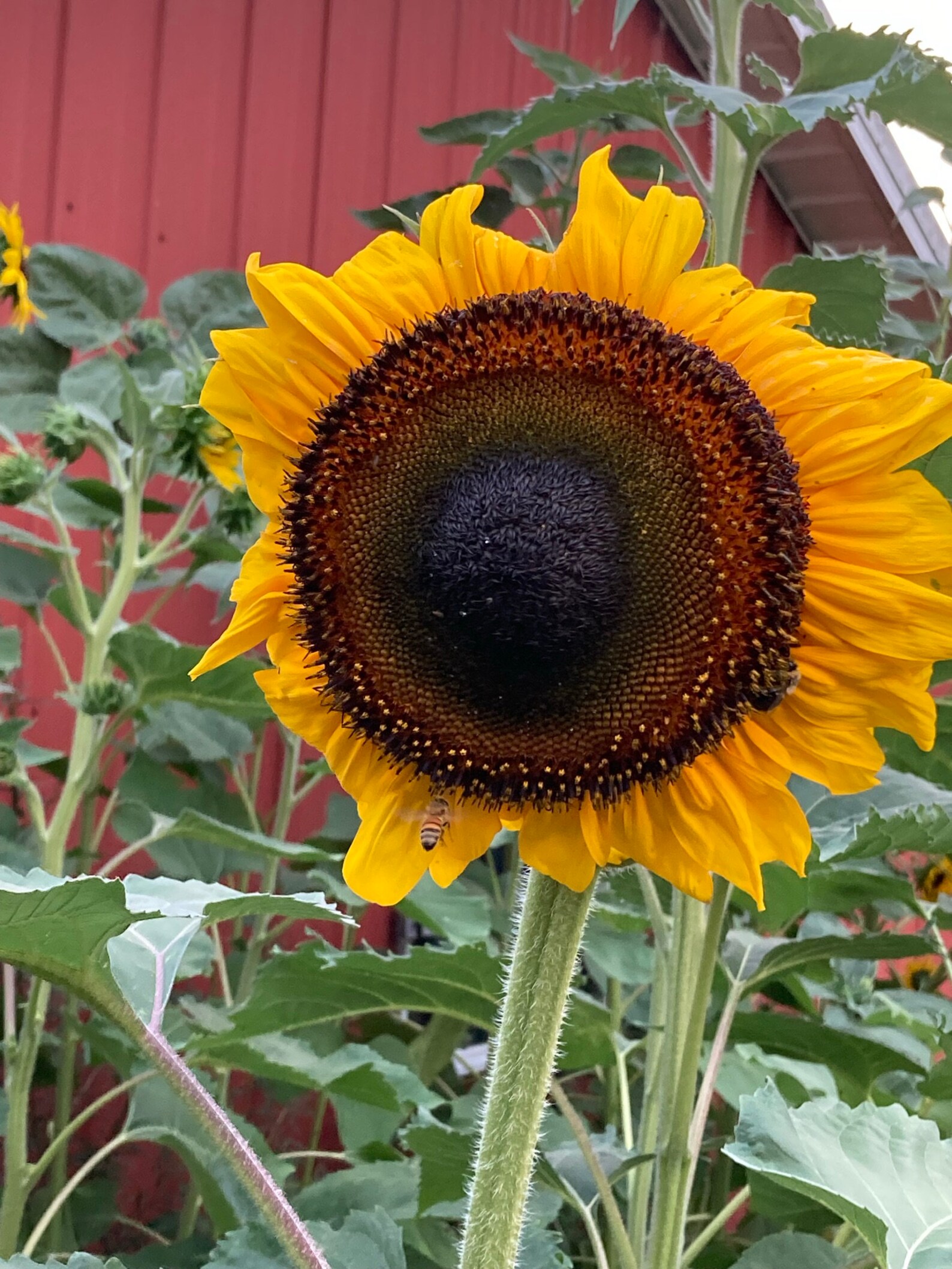 Hopi Black Dye Sunflower Seed Natural Dye Plant - Etsy