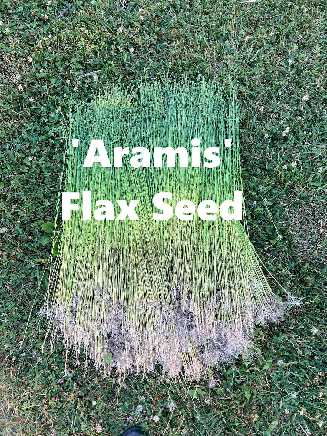 4 or 8oz Treated Flax Seed 'aramis' Long-stemmed Flax for Producing ...