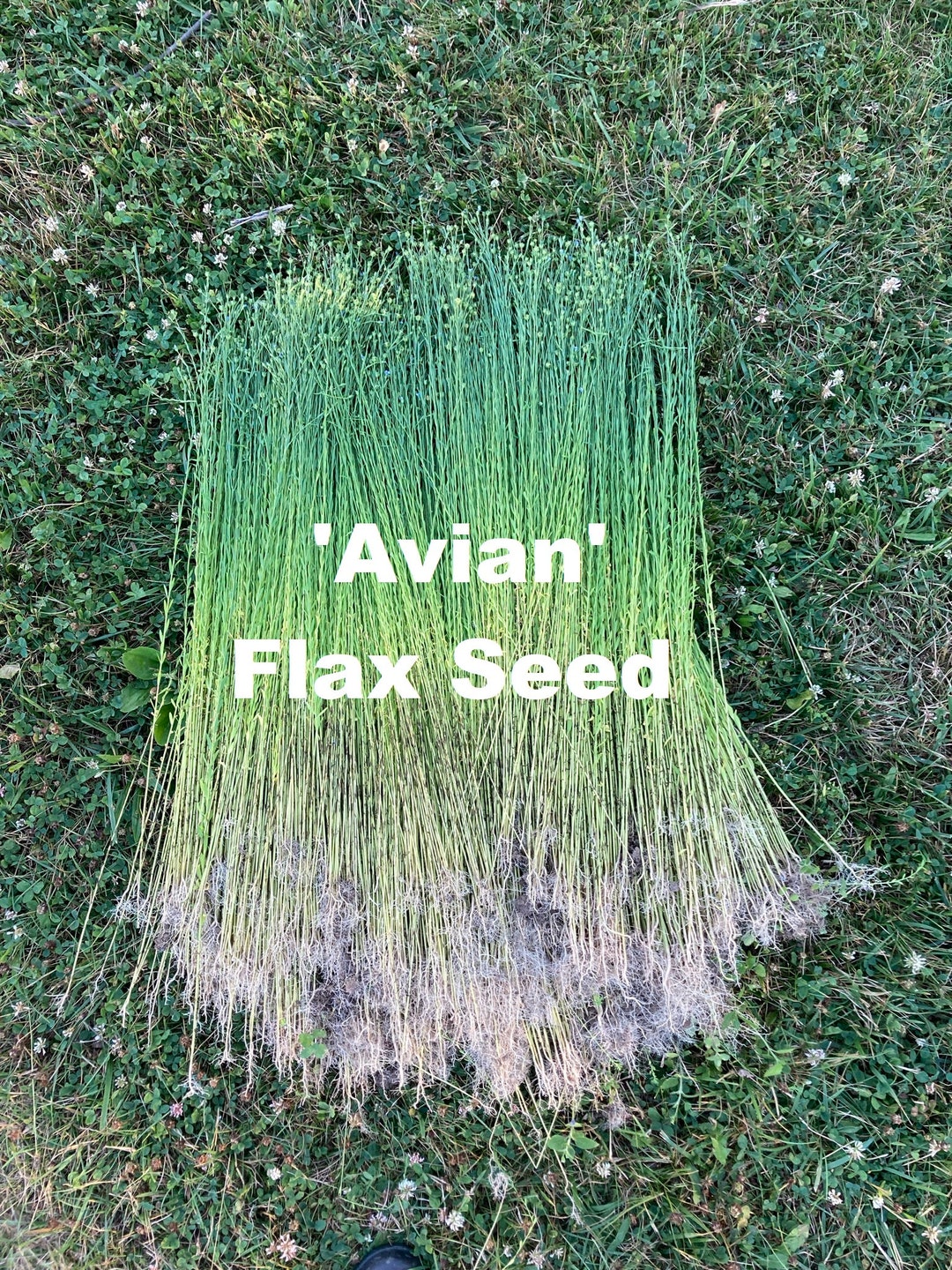 4 or 8 Oz Flax Seed 'avian' Long-stemmed Flax for Producing Linen - Etsy
