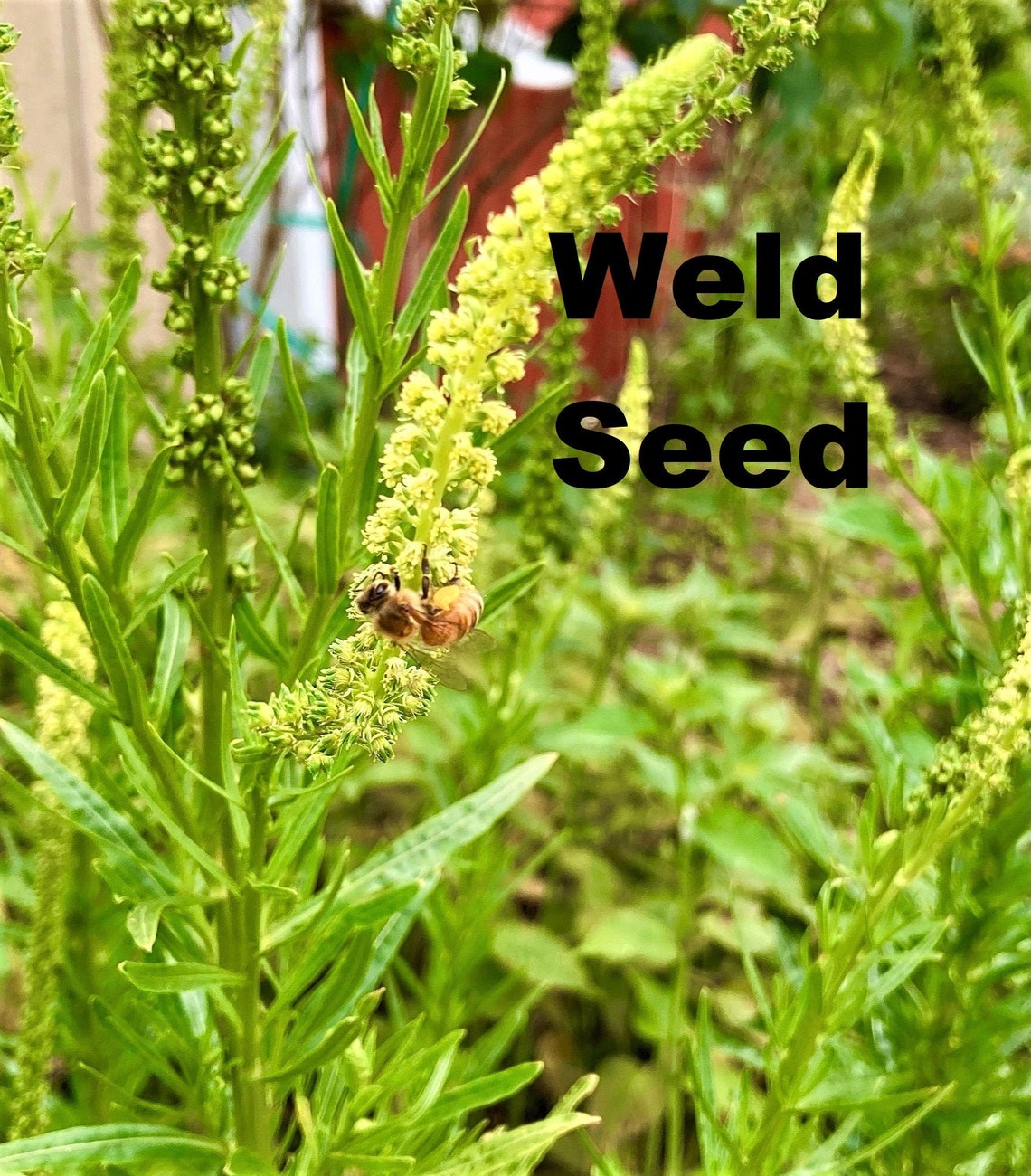 Weld - Reseda Luteola 100+ Seeds Natural Dye Plant - Etsy