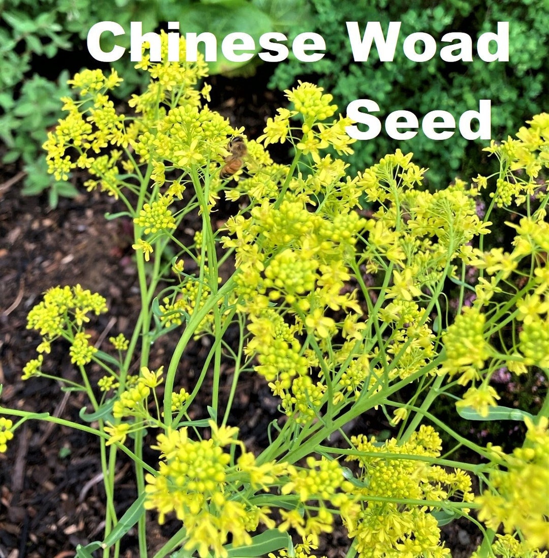 100 Chinese Woad Isatis Indigotica Seed Dyers Woad Glastum Seeds ...