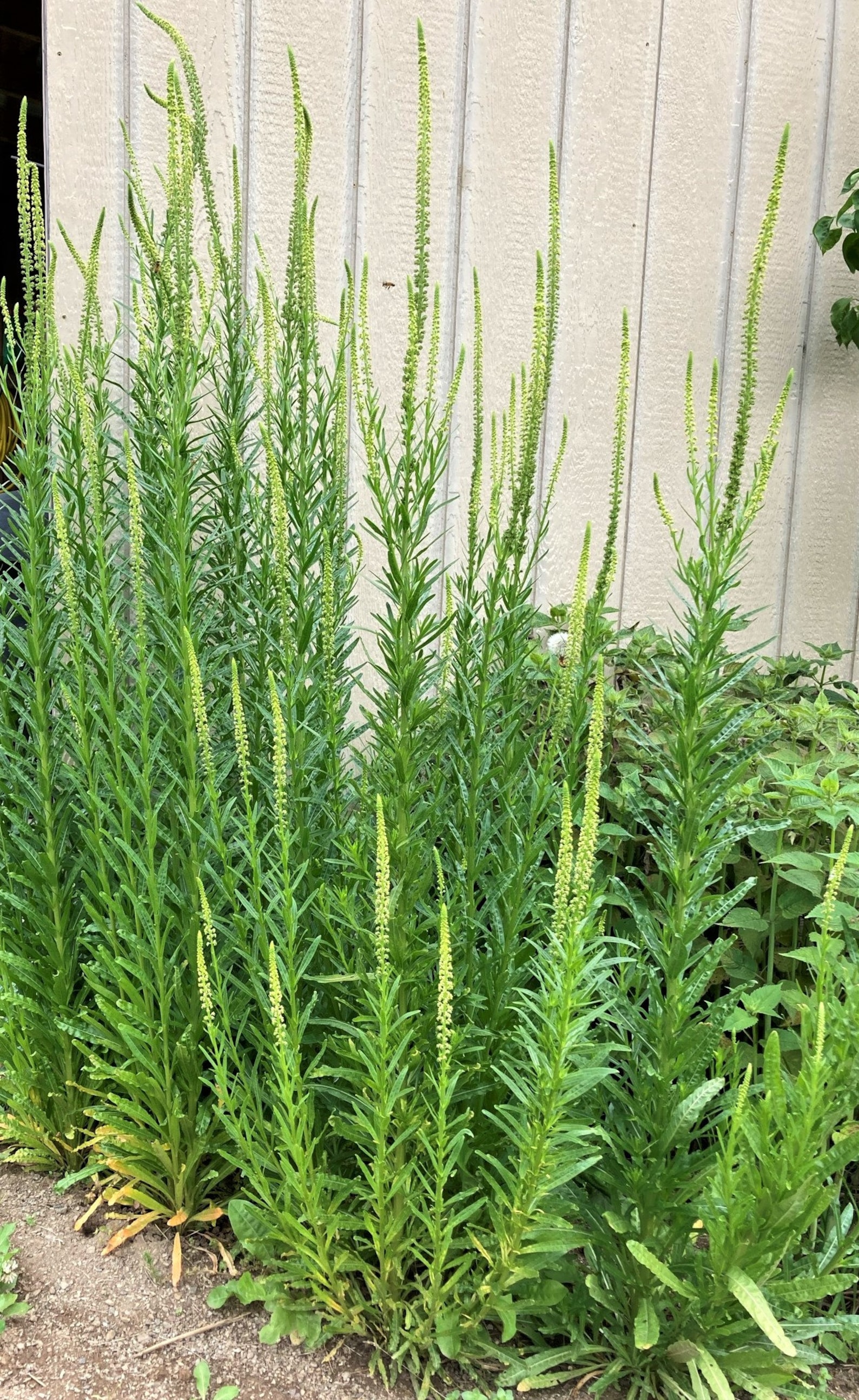 Weld - Reseda Luteola 100+ Seeds Natural Dye Plant - Etsy