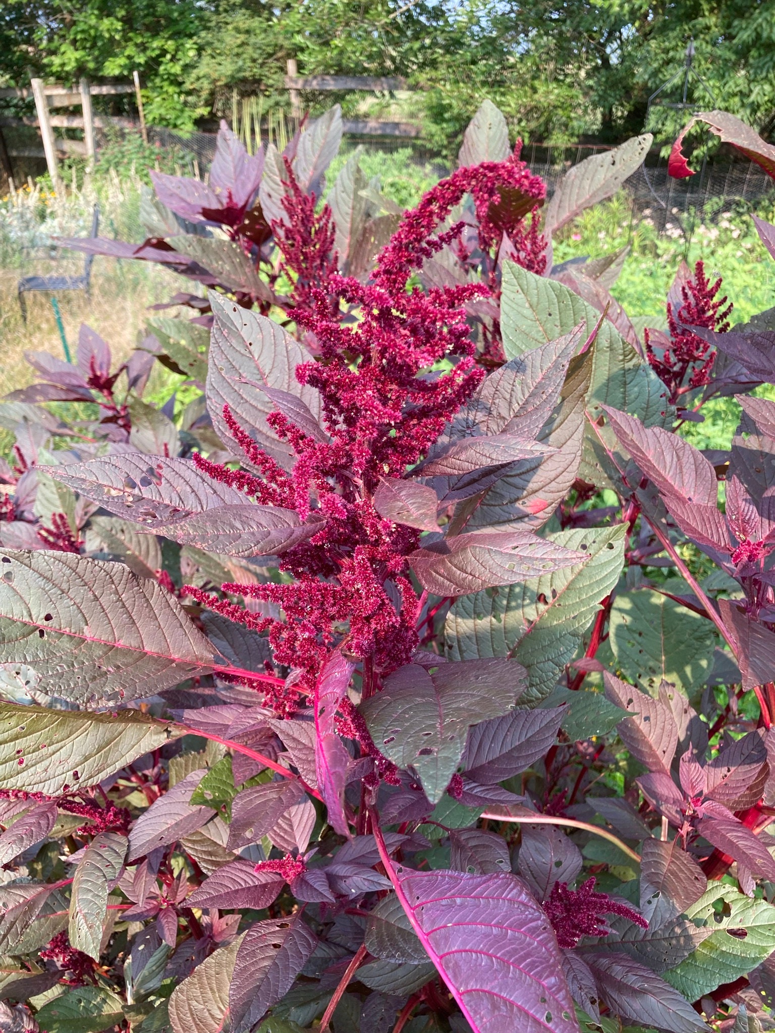 Hopi Red Dye Amaranth Seed Amaranthus Cruentus Seeds Natural Dye Plant ...