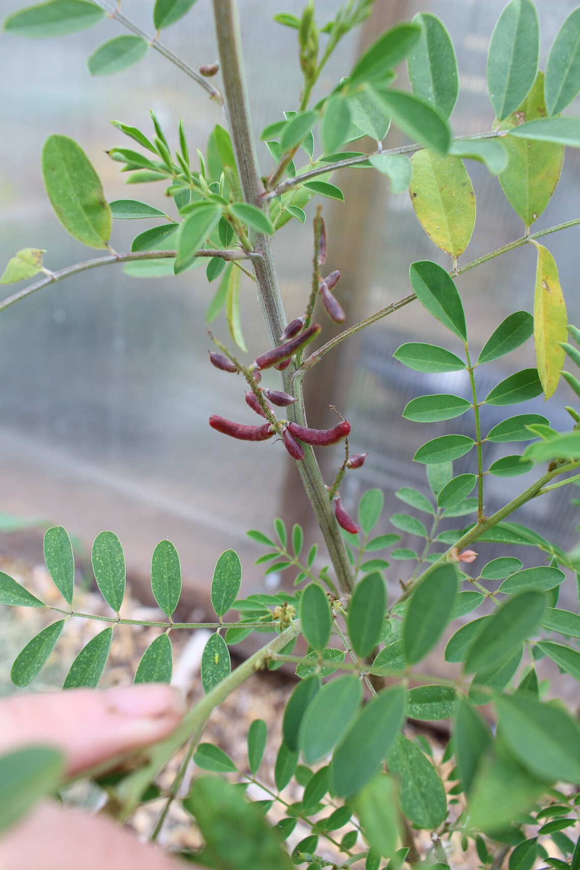 Indigofera Tinctoria True Indigo Seed - Blue - Natural Dye Garden Plant ...