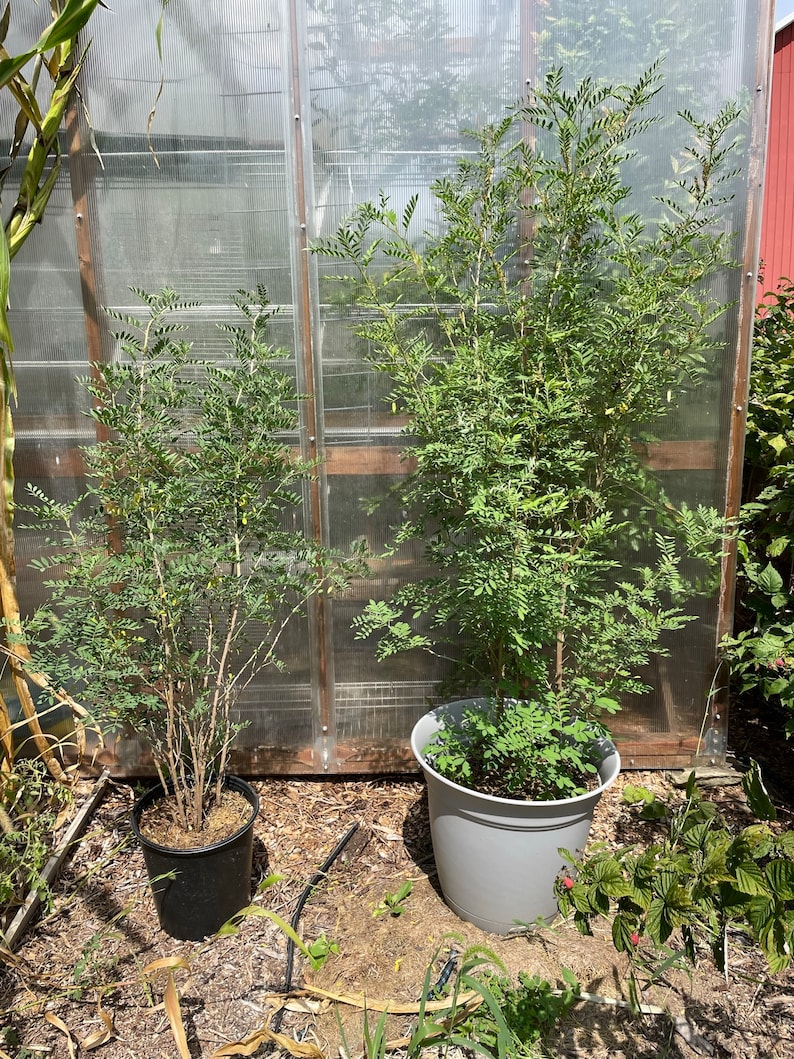 Indigofera Suffruticosa Seed Blue Guatamalan Indigo Anil - Etsy