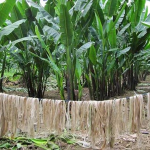 Banana Silk - Musa Fiber - Manila Hemp Combed Top for Spinning Felting ...
