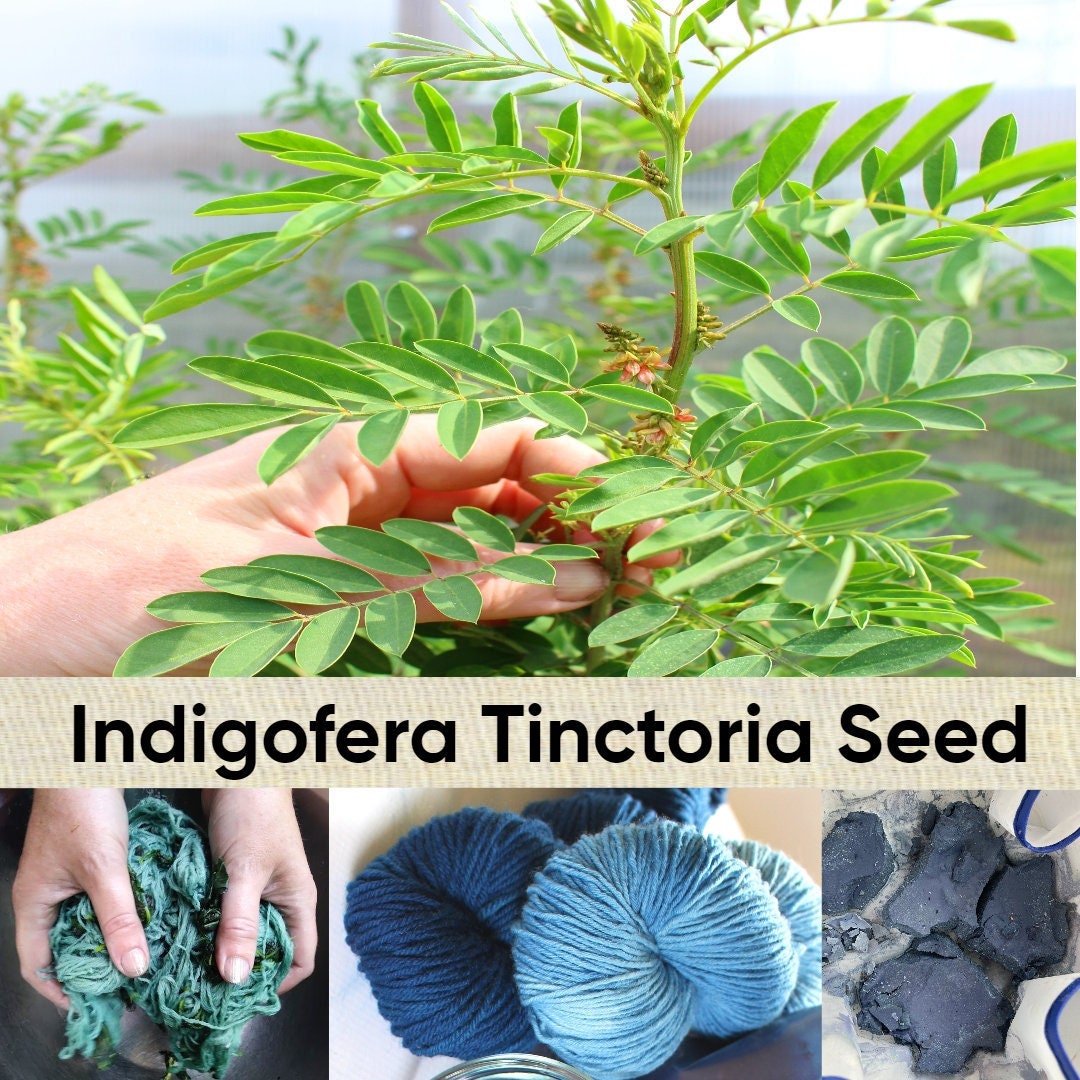 Indigofera Tinctoria True Indigo Seed - Blue - Natural Dye Garden Plant ...