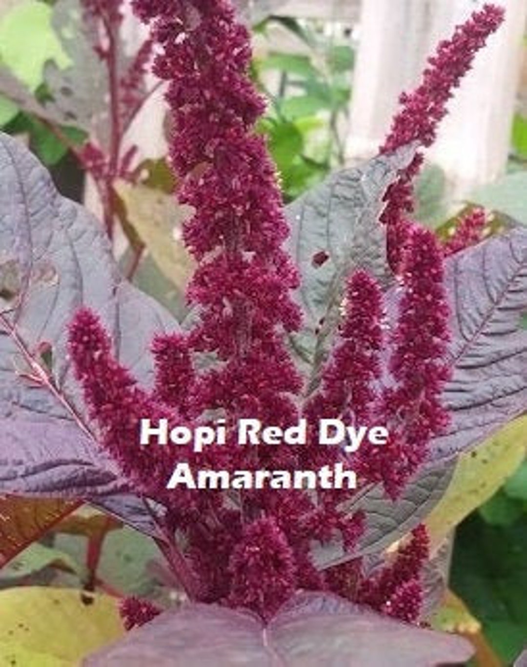 Hopi Red Dye Amaranth Seed Amaranthus Cruentus Seeds Natural Dye Plant ...