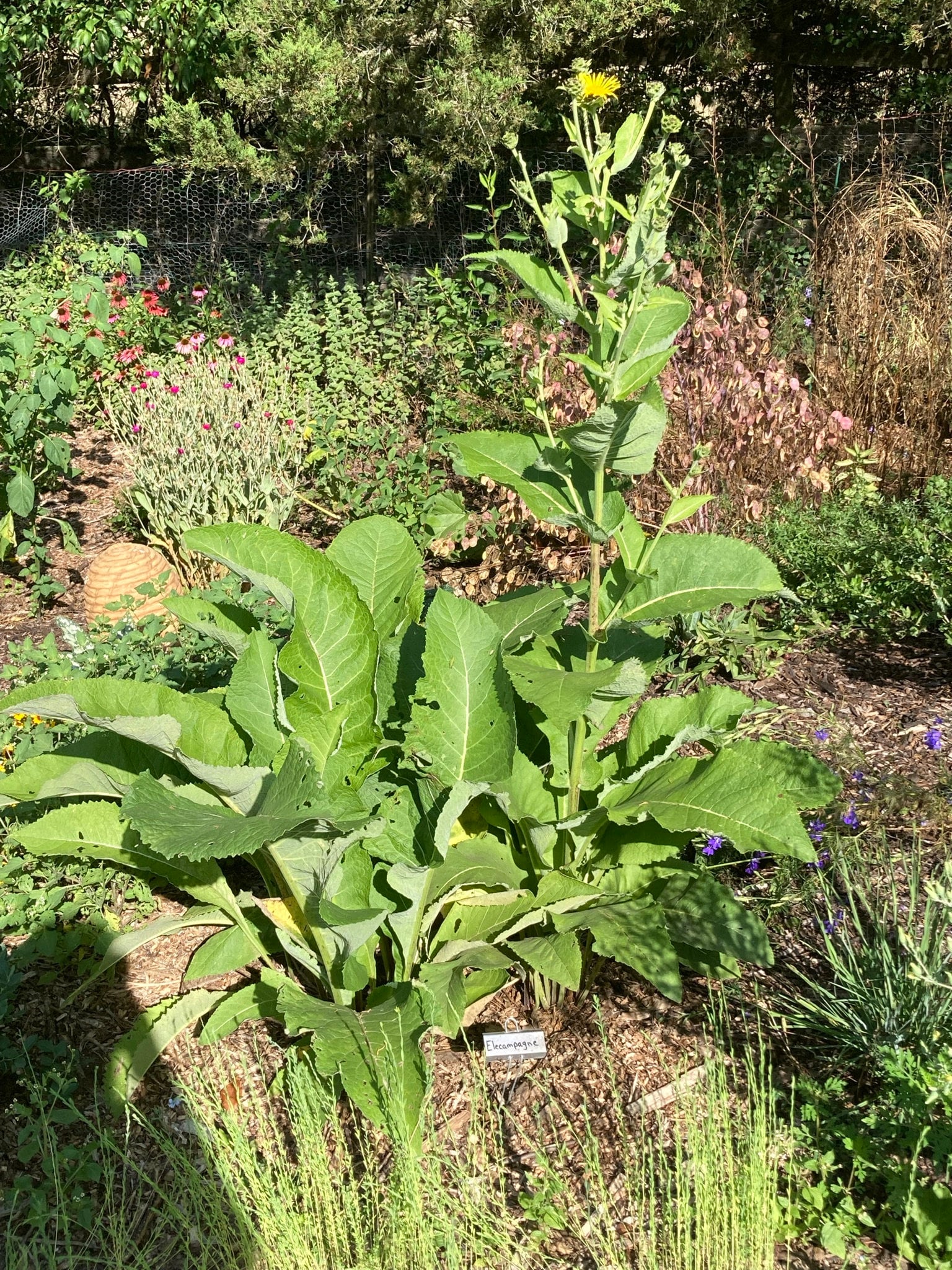 Elecampagne Seed Natural Dye Plant Elecampane Inula Helenium - Etsy